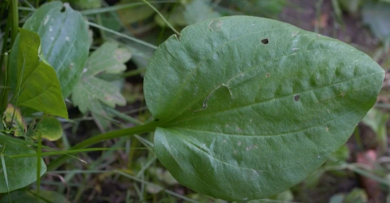 Ublažava kašalj, liječi pečenje u želucu i probavu, rane na koži, a ...