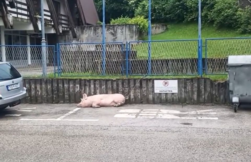 Svinju "parkirali" na parking mjesto kod policije Mrkonjić Grada