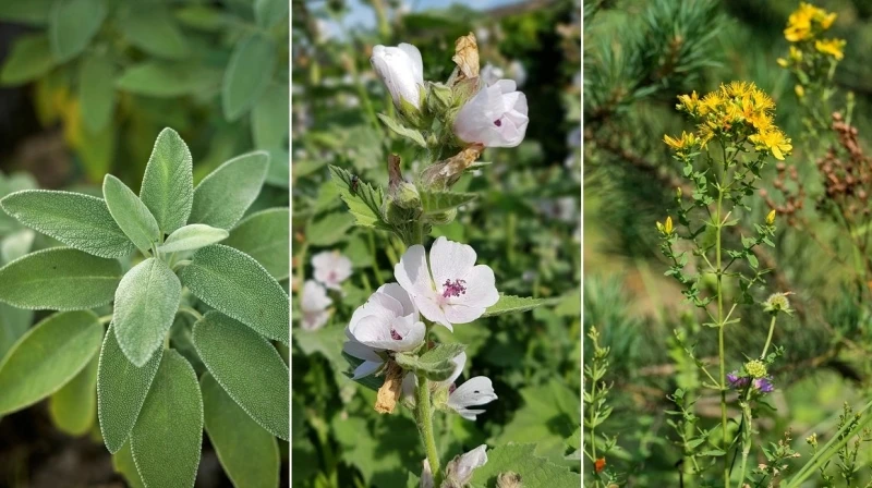 Najvažnije ljekovite biljke: Popis koji vam treba