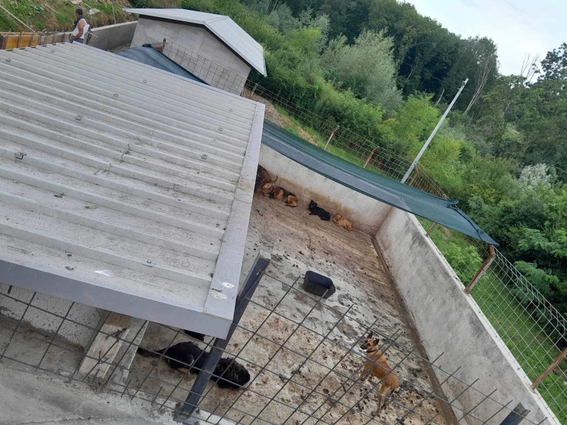 Lugonjić o hororu u azilu u Tešnju: Vidjeli smo mrtve pse u boksovima, jedan izgladnjeli je jeo ...