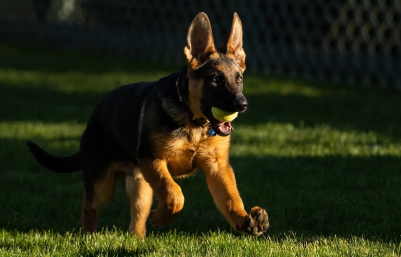 Bidenov pas deložiran iz Bijele kuće