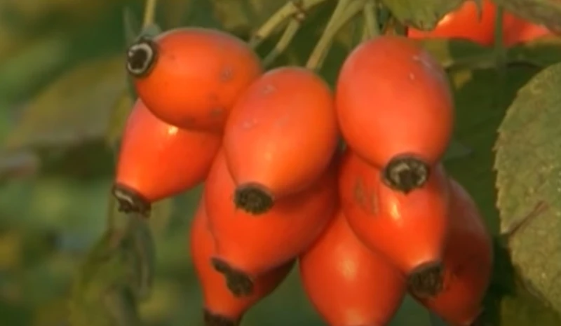 Ljekari u šoljicama: Recept za vrući napitak od đumbira i šipurka koji ...