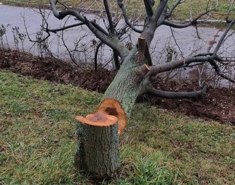 Niko ništa nije čuo: U sarajevskom naselju Dobrinja posječeno stablo ...