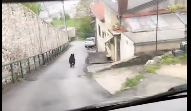 Ministarstva Vlade KS o pojavi medvjeda u gradu: Ovo nije slučajno