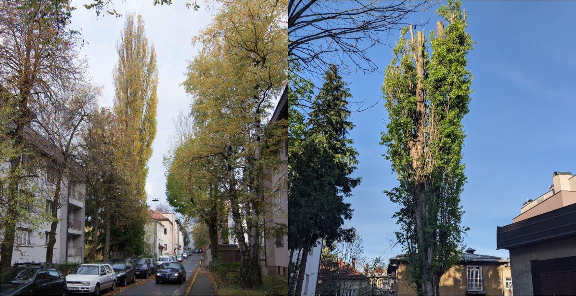 Smetalo novom komšiluku: U Sarajevu posječeno zaštićeno stablo jablana