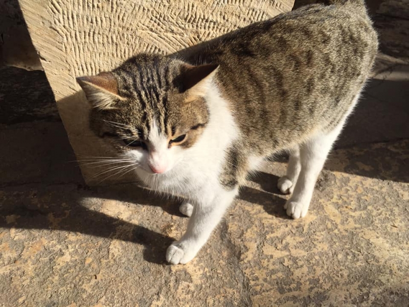 Mačke u islamskom svijetu imaju posebno mjesto, evo zašto