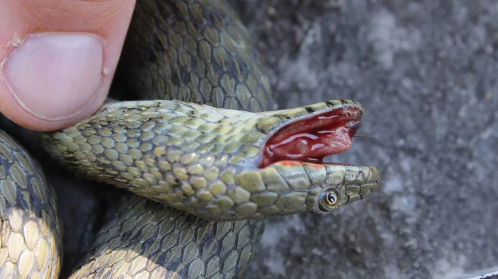 Ove zmije ne samo da lažiraju vlastitu smrt, već koriste krvave ...
