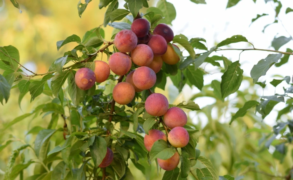Zerdelije pozitivno djeluju na zdravlje kostiju, živce i imunitet