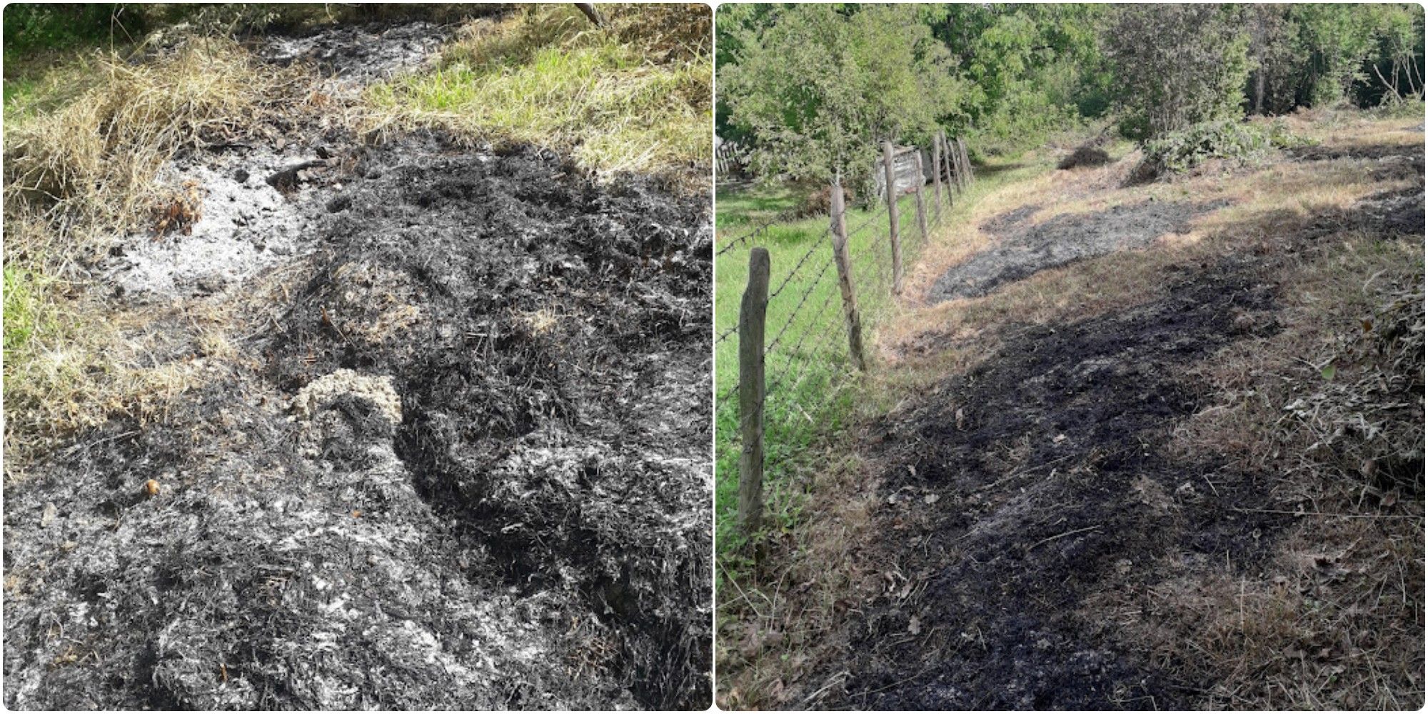 Paljevina rastinja, voćki, nasada kupina na brdu Mojmilo