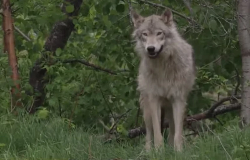 Žena koju su izgrizli vukovi više ne može govoriti: Prvo su je grizli ...