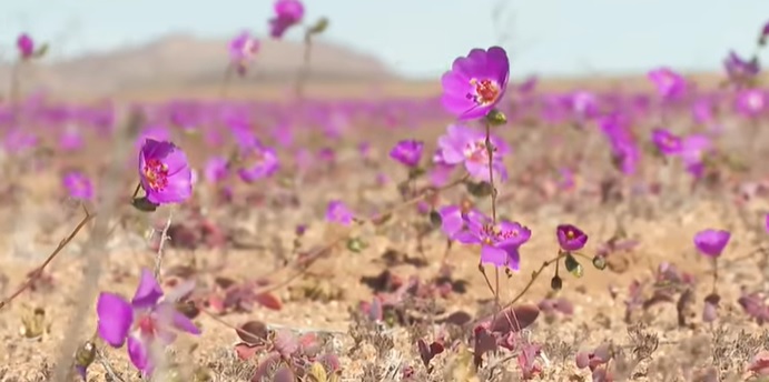Procvjetala najsušnija pustinja na svijetu