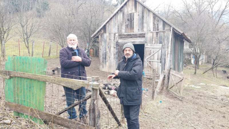 Stočari u Sanskom Mostu na mukama: Psi lutalice napali stado ovaca ...