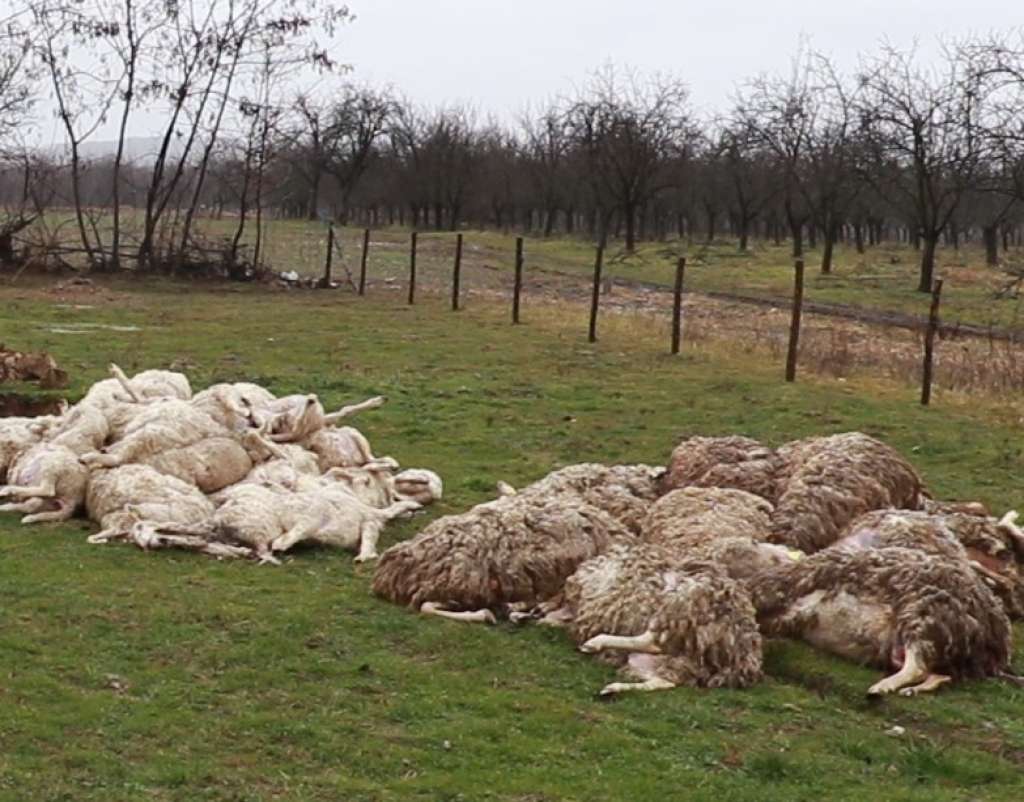 Predatori u Brčkom preklali 14 ovaca, vlasnik imanja tvrdi da su u tor ...
