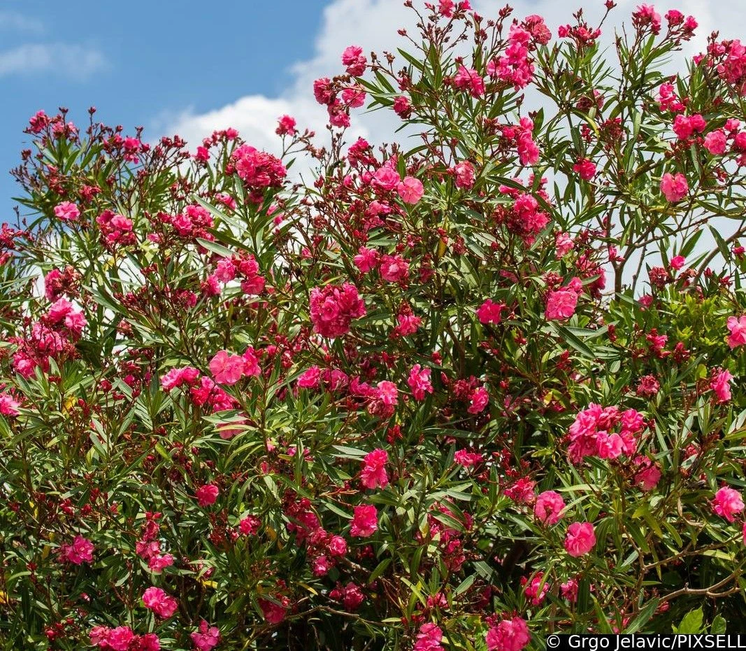 Lijander: Mediteranski šarm u vašem vrtu ili na balkonu