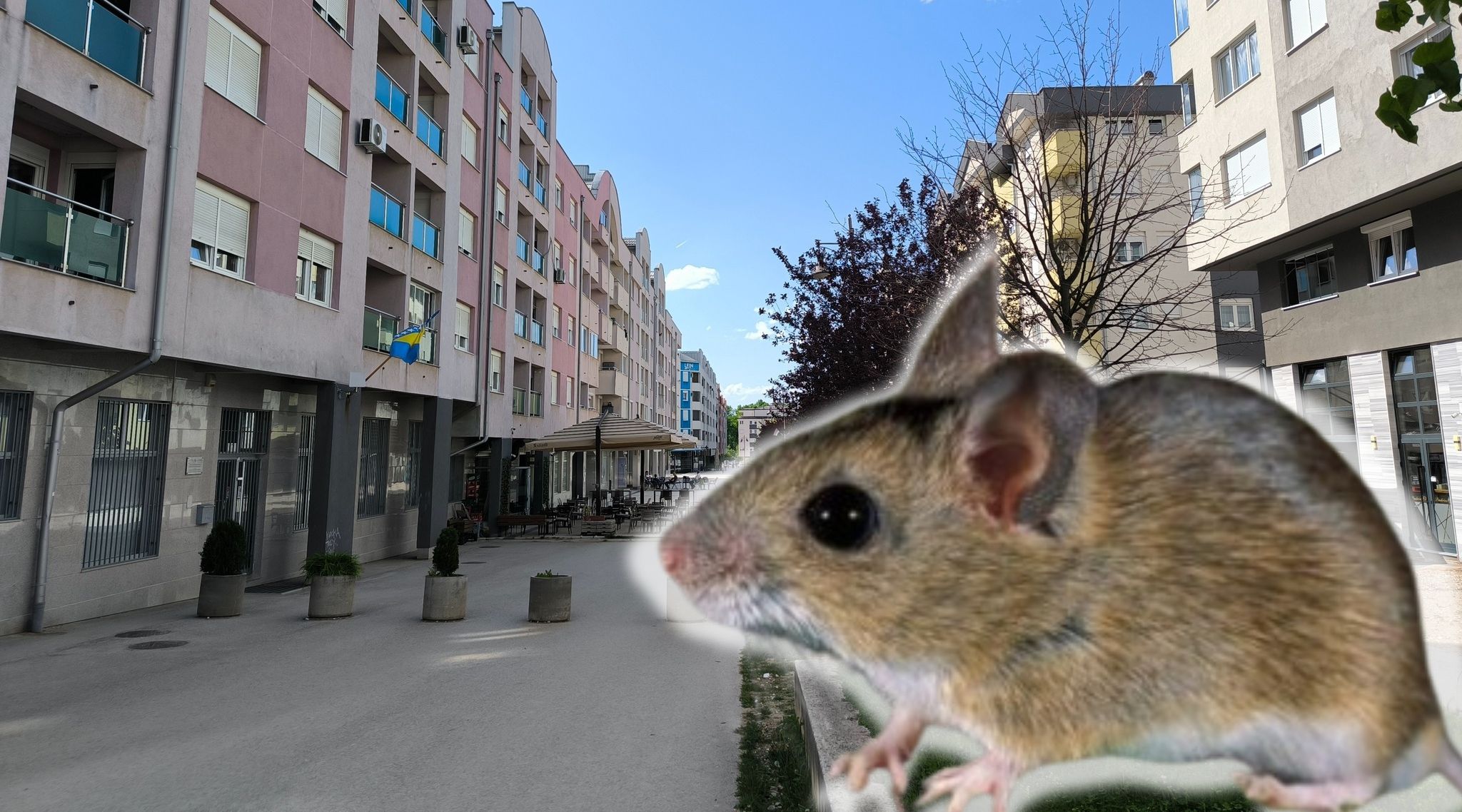 Kad deratizacije nema, pacovi kolo vode