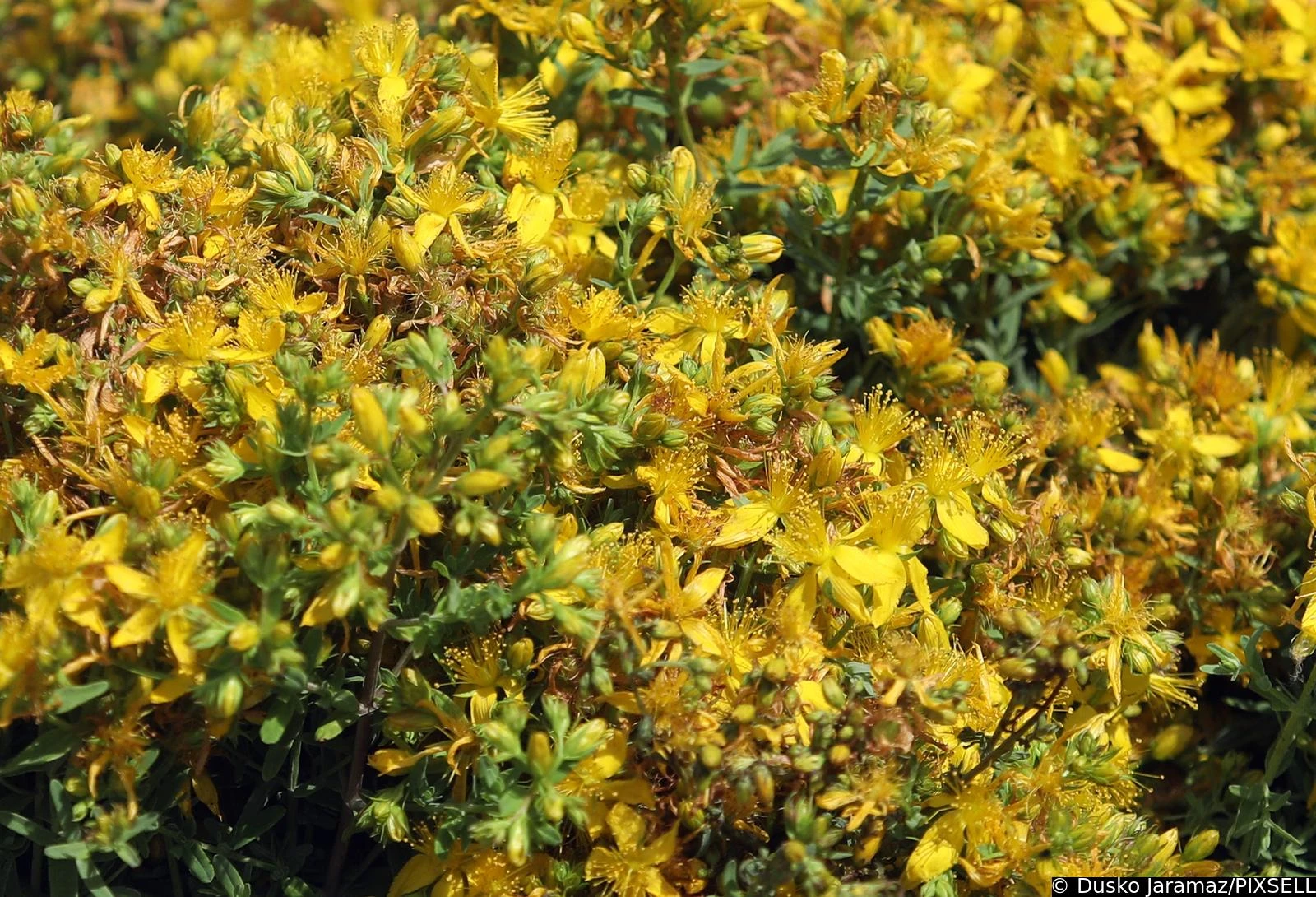 Kad je najbolje vrijeme za branje ljekovitog bilja