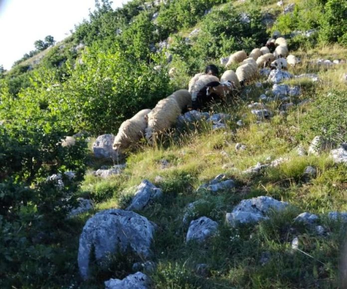 Sretan kraj potrage: Samirovo stado se vratilo kući
