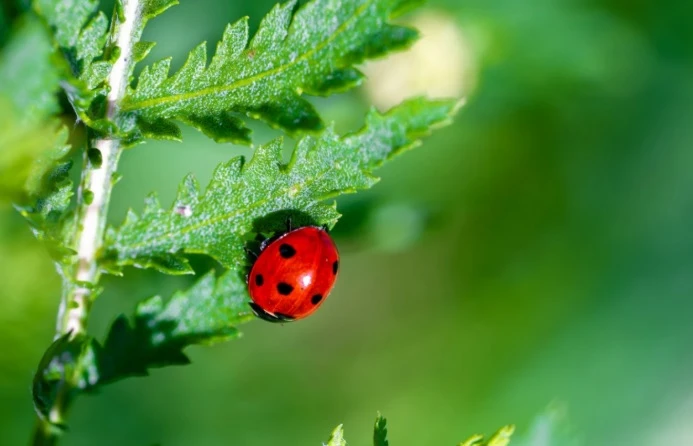 Znate li šta simbolizira bubamara, i koje je značenje kada sleti na vas
