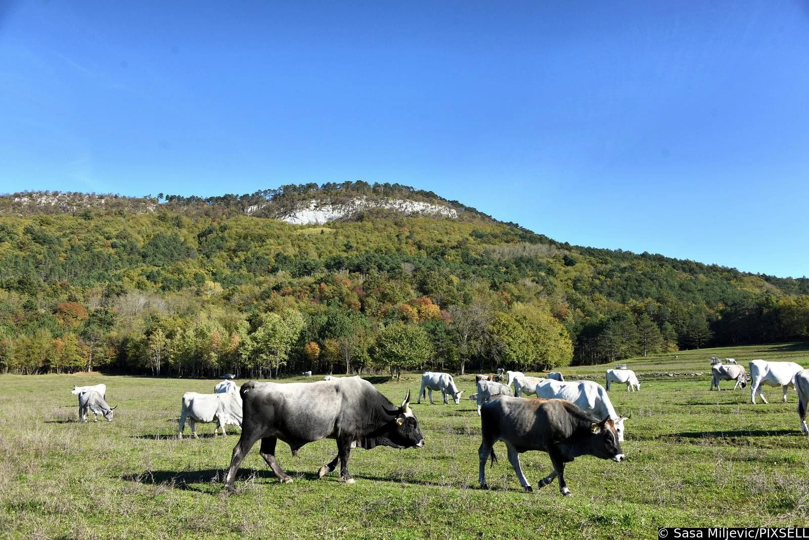 Bračni par u šetnji pregazilo stado krava, muškarac preminuo, žena u ...