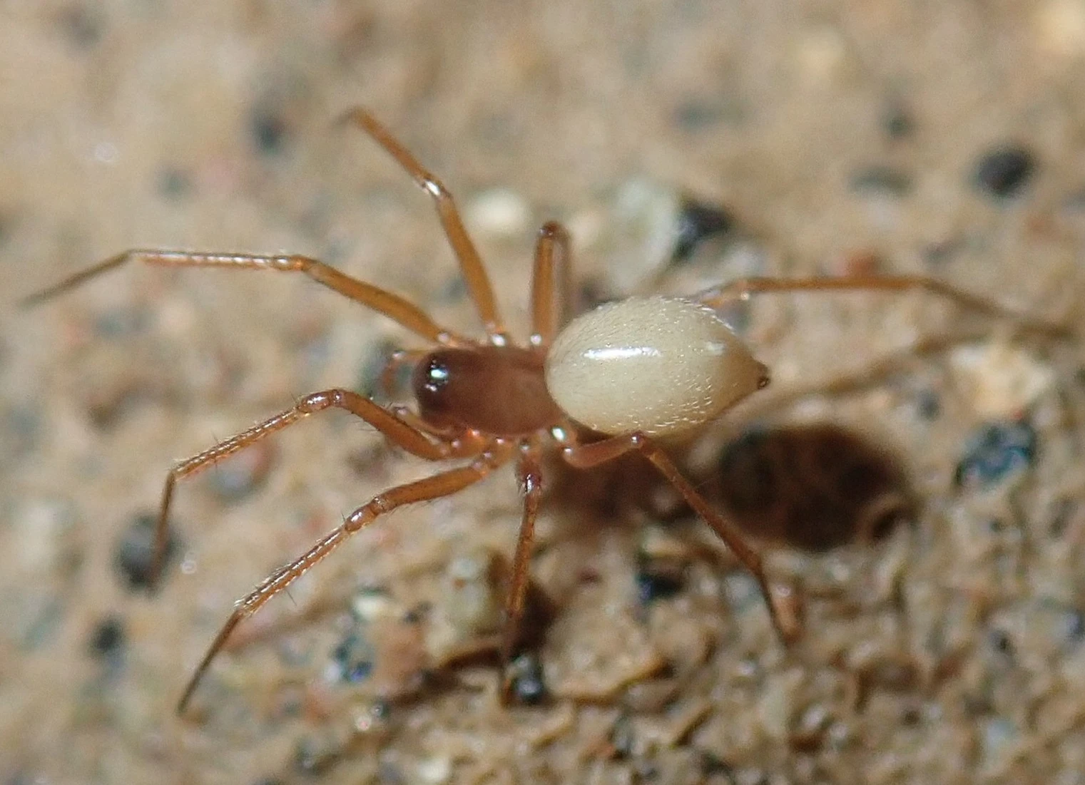 Porodica je pet godina živjela s 2.000 pauka, a ono što se dogodilo ...