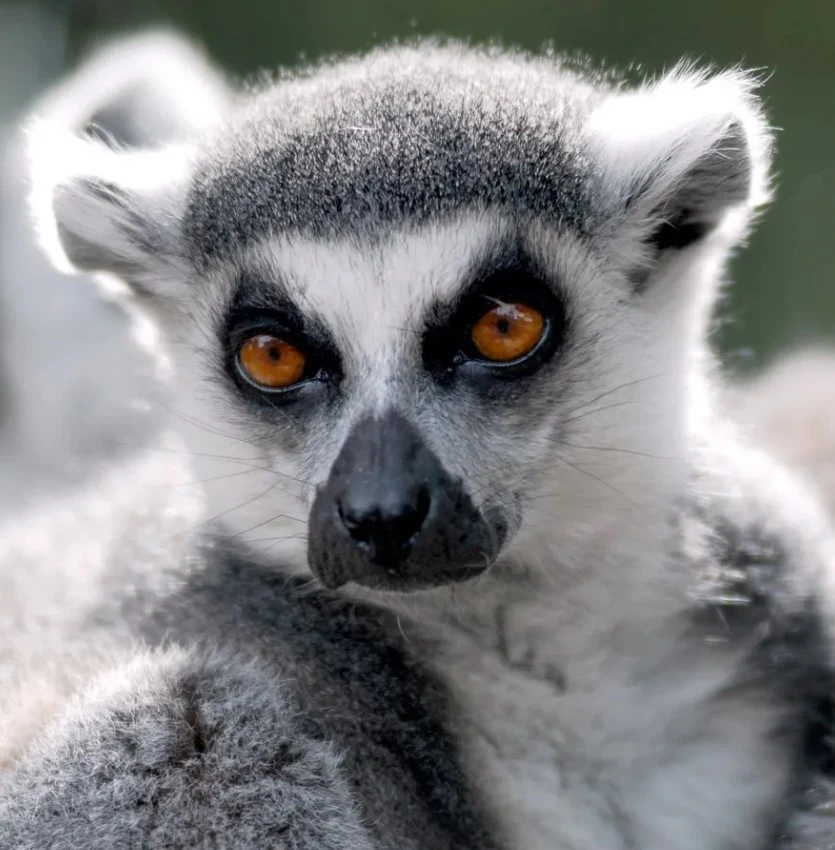 Jedu majmune kao ludi: Ako ovako nastave, istrijebit će ih