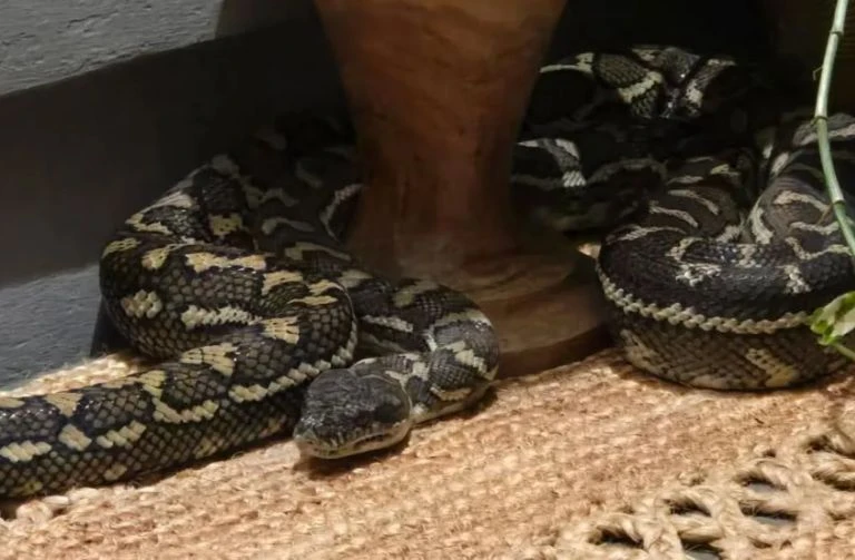 Probudila se usred noći i imala šta vidjeti: Ne miči se, na tebi je ...